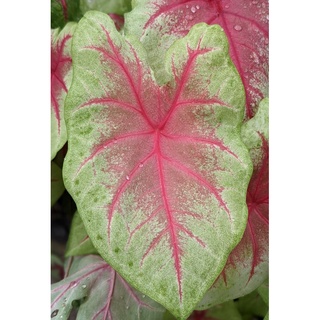Caladium Mint Julep - Pretty Multi Colour House Plant | Shopee Singapore
