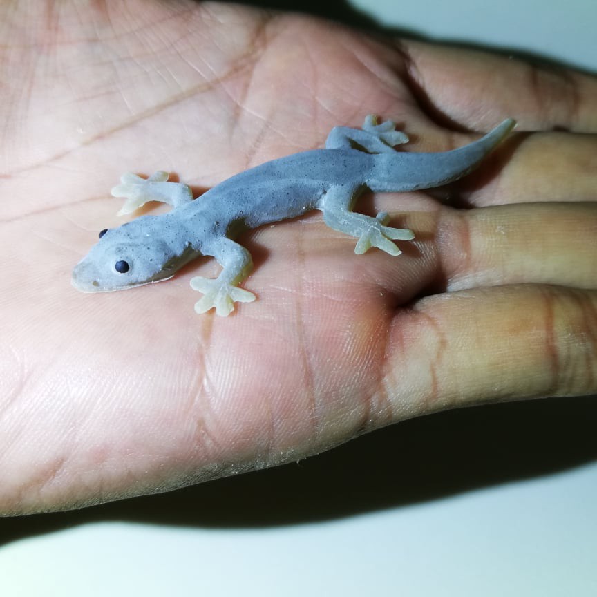 Realistic Fake Lizards Toy Cat Lure | Shopee Singapore