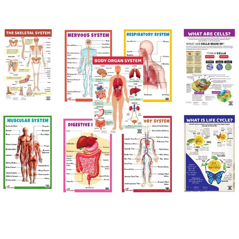 Laminated Educational Charts A4 size (SCIENCE) | Shopee Singapore