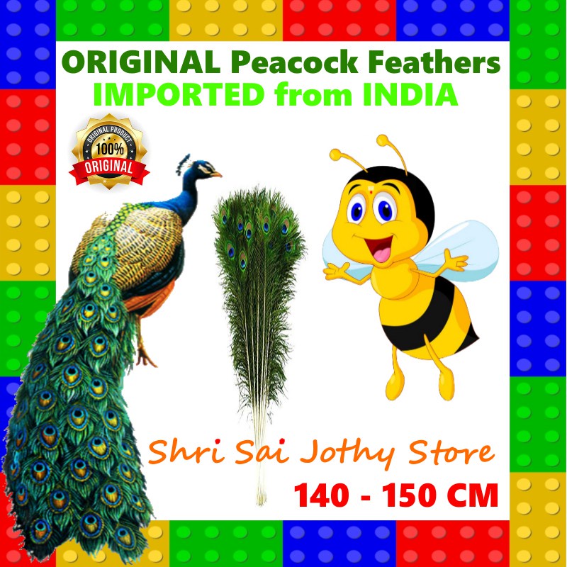 Peacock Feathers Natural Long | Mayil Iragu Bulu Merak 140 - 150 CM ...