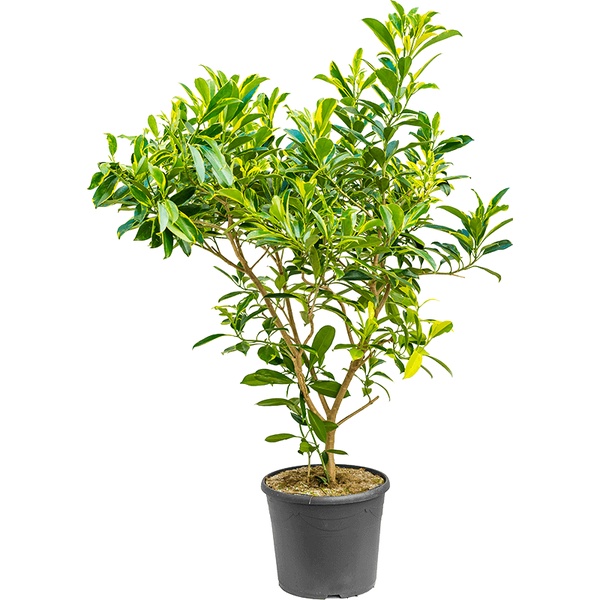 Fagrea Ceilanica Perfume Flower Plant - Fresh Gardening Indoor Plant ...