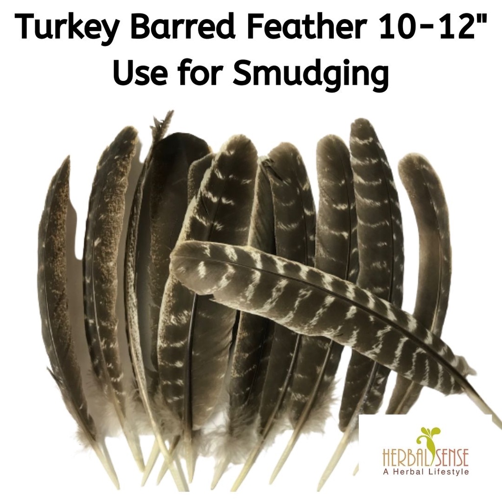 SI Turkey Barred Feather 10-12" Use For Smudging | Shopee Singapore