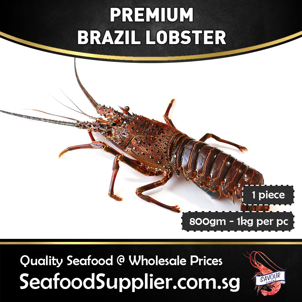 Brazil Lobster (800gm - 1kg) (Savour Gourmet) | Shopee Singapore