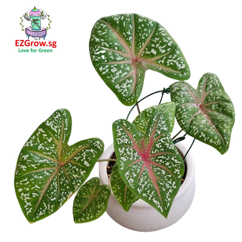 Monstera Aroid Special Mix Houseplant Indoor Plant Soil Mix | Shopee ...