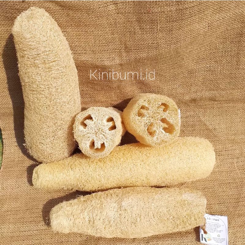 Loofah Dry Emes Blustru Bath Sponge Dishwashing Sponge Jumbo 25-30 cm ...