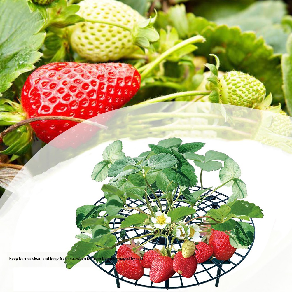 Strawberry Rack Stand Holder Plant Climbing Vine Pillar Gardening Stand ...