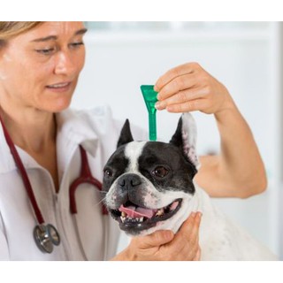 Frontline Plus For Dogs and Cats All Sizes 6 Pipettes | Shopee Singapore