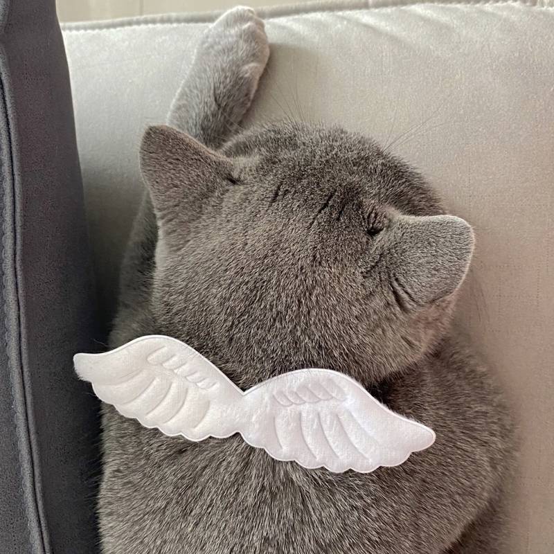 Angel Wings Pet Collar Invincible Cute Cat Collar Angel Wings Pet ...