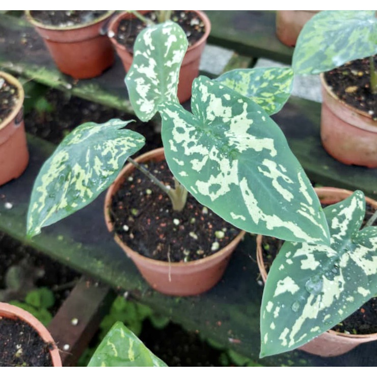 Colocasia Hilo Beauty Plant - Fresh Gardening Indoor Plant Outdoor ...