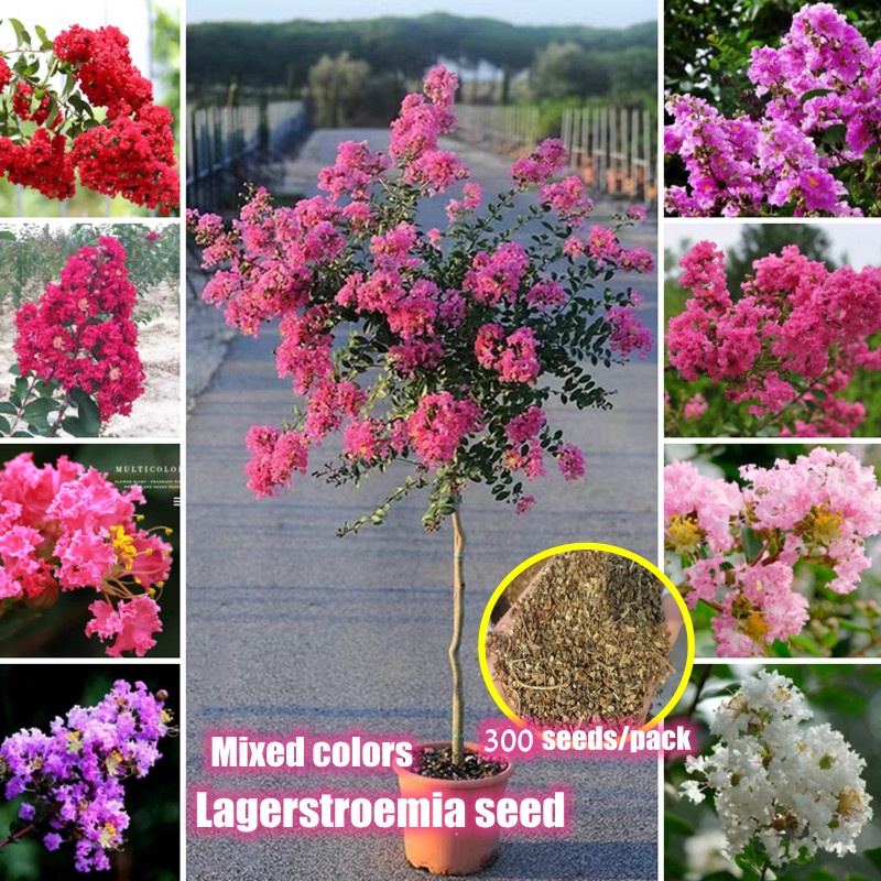 Mixed Colors Lagerstroemia Seeds (300 Seeds/pack) Bonsai Tree Seeds for ...