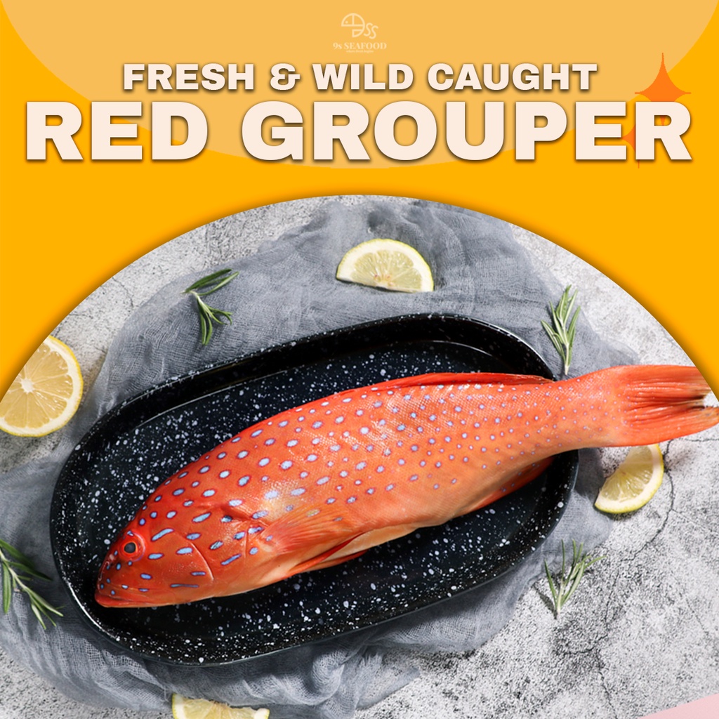 9S Seafood Fresh & Wild Caught Red Grouper 红斑鱼 (Whole / Fillet / Sliced ...