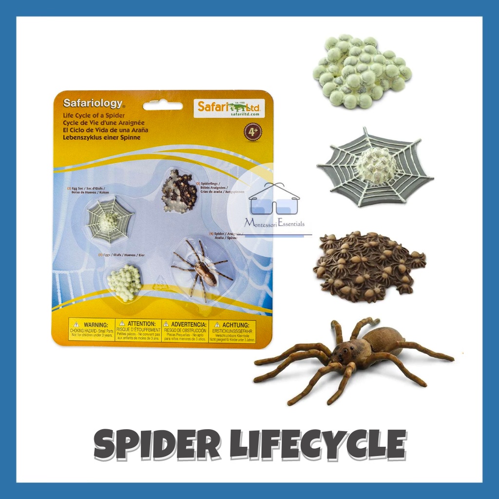 Safari: Spider Life Cycle | Shopee Singapore