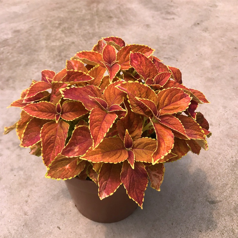 [Singapore Ready Stock] 100pcs Rare Coleus Seed Perilla Flower Seeds ...