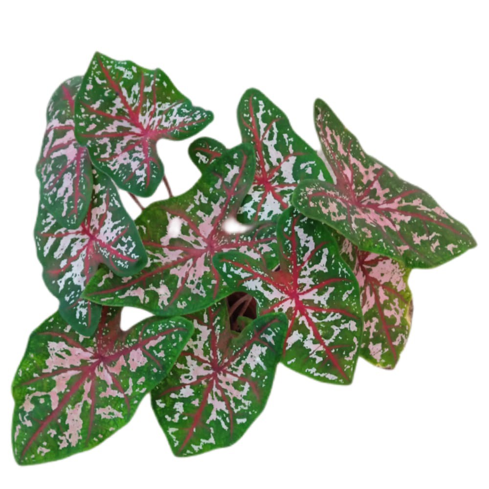 Caladium Tricolor in ceramic pot (0.60m) | Shopee Singapore