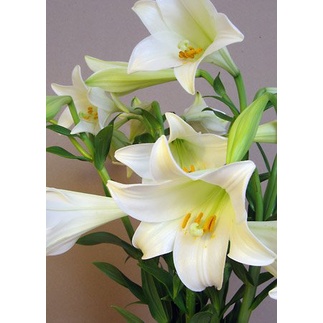 Fresh Lily Longiforum Flower - Fresh Flowers Arrangement Online Flower ...