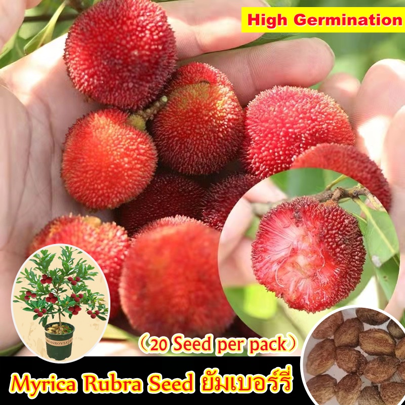Fresh Seeds 20 Pcs/bag Myrica Rubra Seed for Sale Nutritious Delicious ...