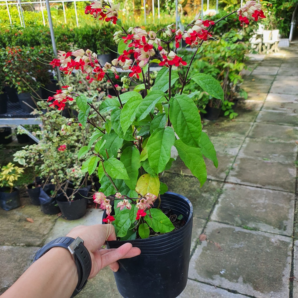 Clerodendrum Thomsoniae/Bleeding Heart Vine (Pink/ White) | Shopee ...
