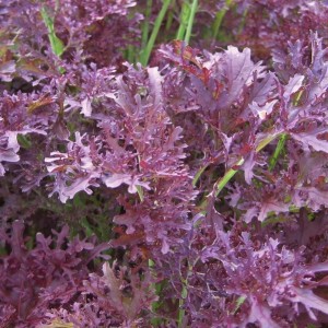 150 Red Mizuna Scarlet Frills Mustard seeds (fr SG) | Shopee Singapore