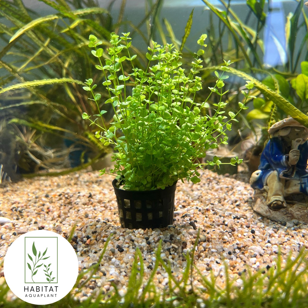 Micranthemum umbrosum MU Giant Baby Tears Fresh Live Aquarium Aquatic ...