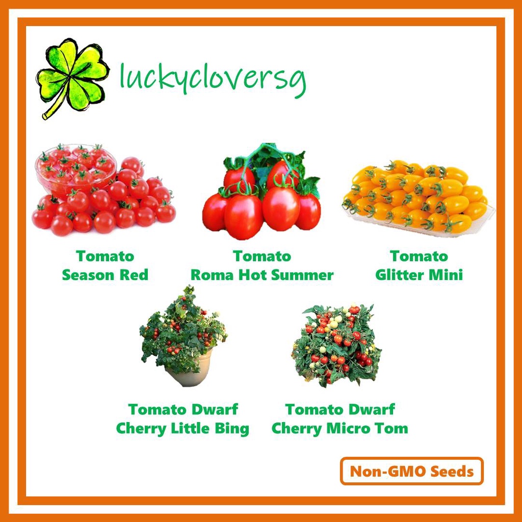 Cherry Tomato (Season Red, Roma Hot Summer, Glitter Mini, Dwarf Cherry ...