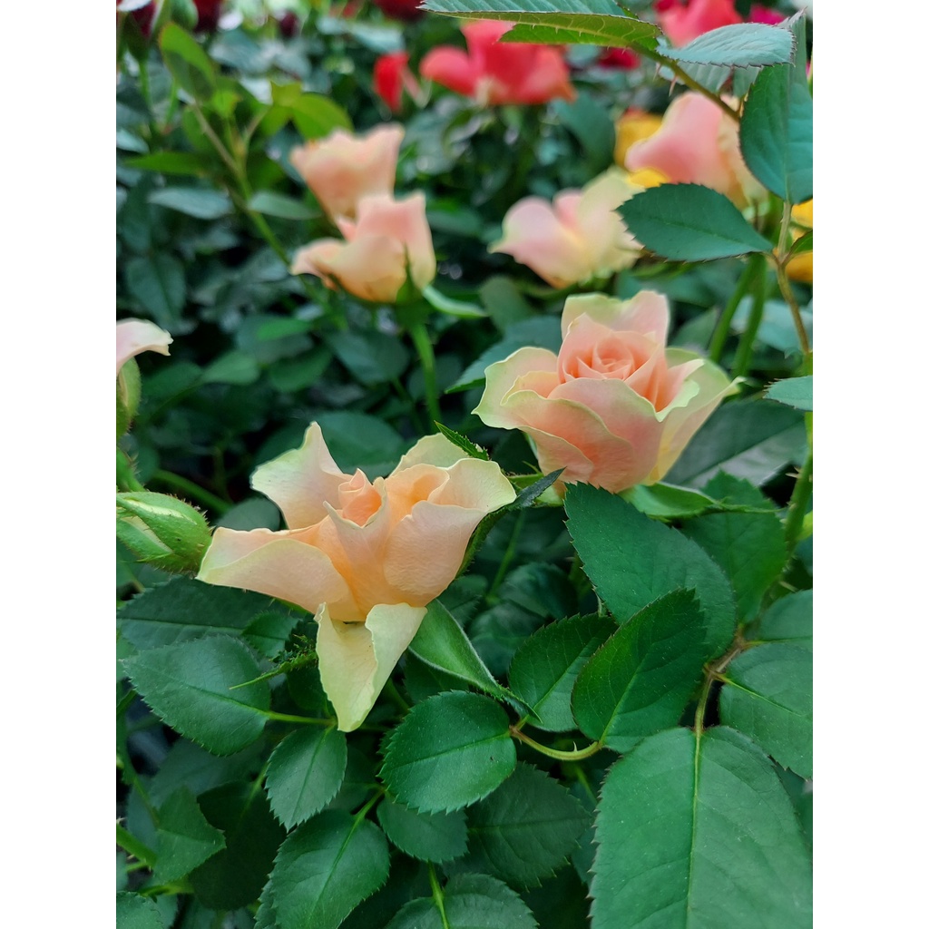 Assorted Local Rose Indoor House Home Potted Plant Variety of Colours ...