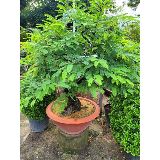 Tamarindus indica/ Tamarind fruit (BONSAI SHAPE)/ 罗望子, 酸豆 - Fruit ...