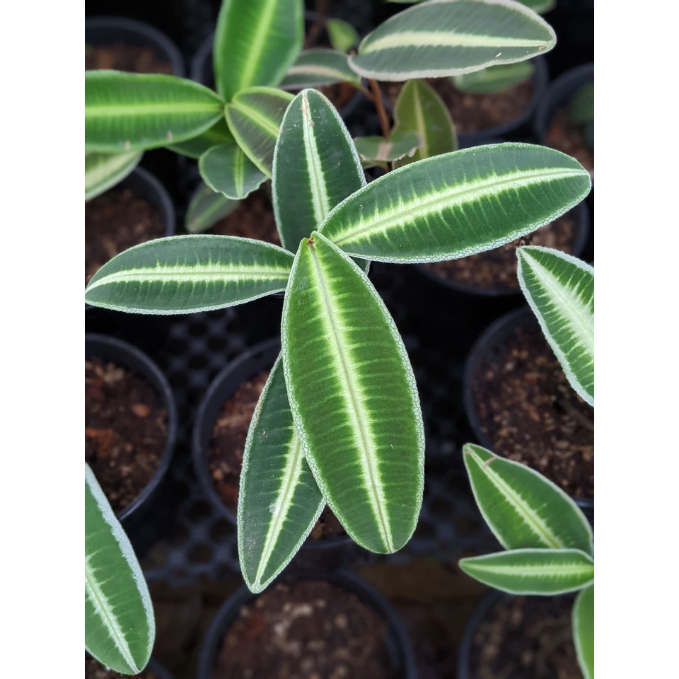 Labisia Hulu - Beautiful and Exotic House Plant | Shopee Singapore