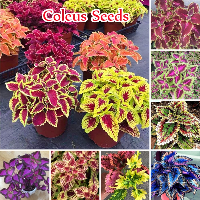 Ready Stock 100 Seeds Mixed Colors Coleus Seeds for Planting Perilla ...
