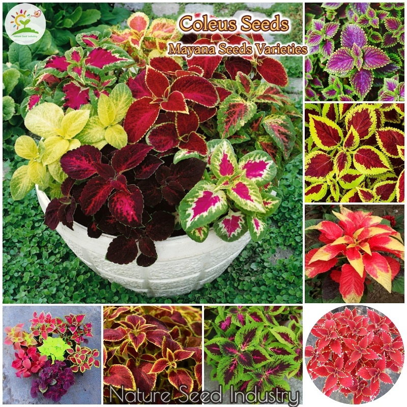 [Fast Germination] 100pcs Rare Coleus Seed Perilla Plants Gardening ...