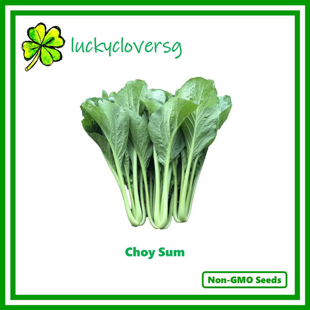 Choy Sum / Chinese Flowering Cabbage / Caixin / Cai Xin - *Seeds from SG* | Shopee Singapore