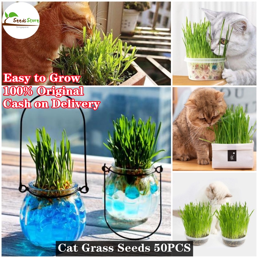 Singapore Ready Stock Cat Grass Seeds 50pcs Hot Sale Flower Seeds for ...