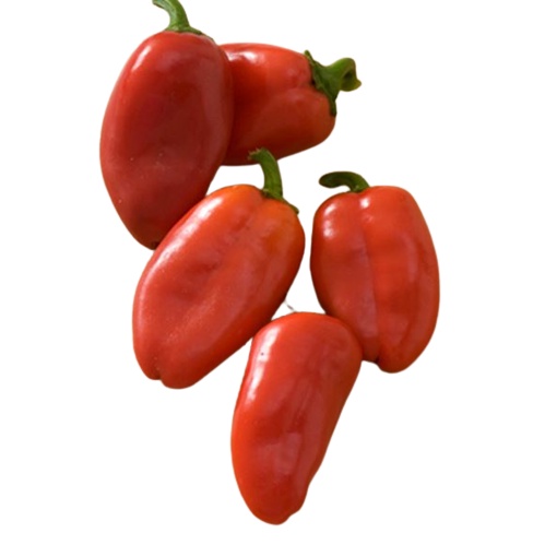 10 Red Mini Sweet Pepper seeds (fr SG) | Shopee Singapore