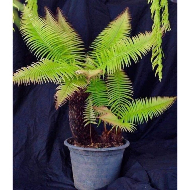 Woody fern (1 tree) | Shopee Singapore