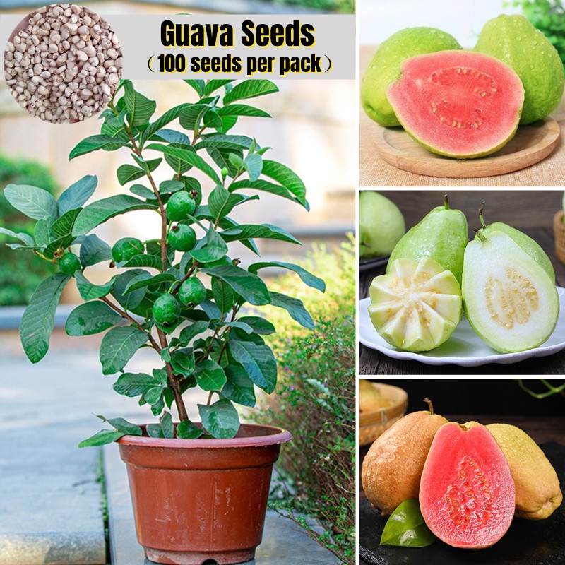 [Easy To Grow In Singapore] 100pcs Sweet Guava Seeds ( Seedless Guava ...
