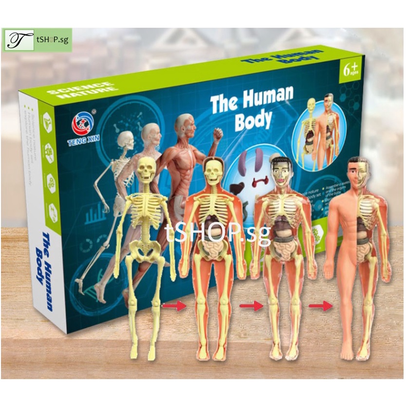 [SG STOCK] STEM DIY The Human Body (full body) for Kid STEM Science ...