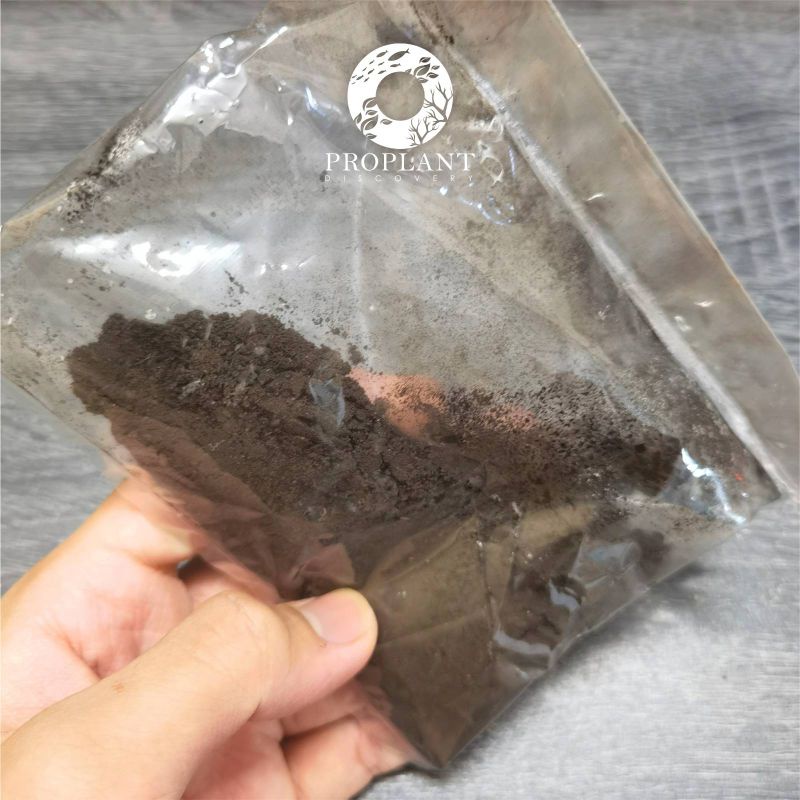 Adhesive Soil / Terrarium Moss Wall / Clay Soil - Paludarium ...