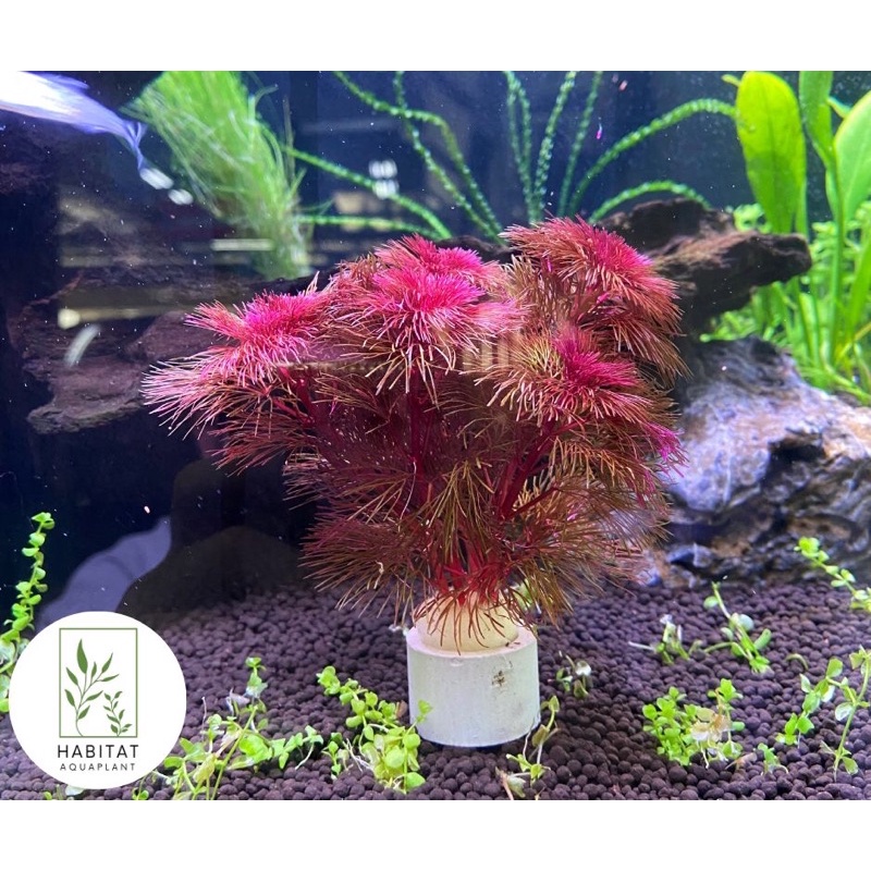 Red Cabomba Furcata Fresh Live Aquarium Aquatic Plants | Shopee Singapore