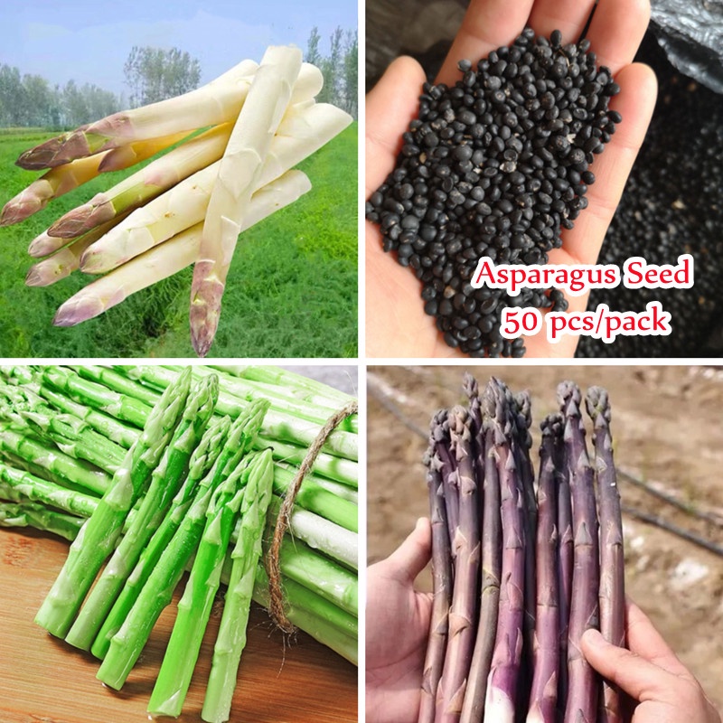 Buy Asparagus Seeds