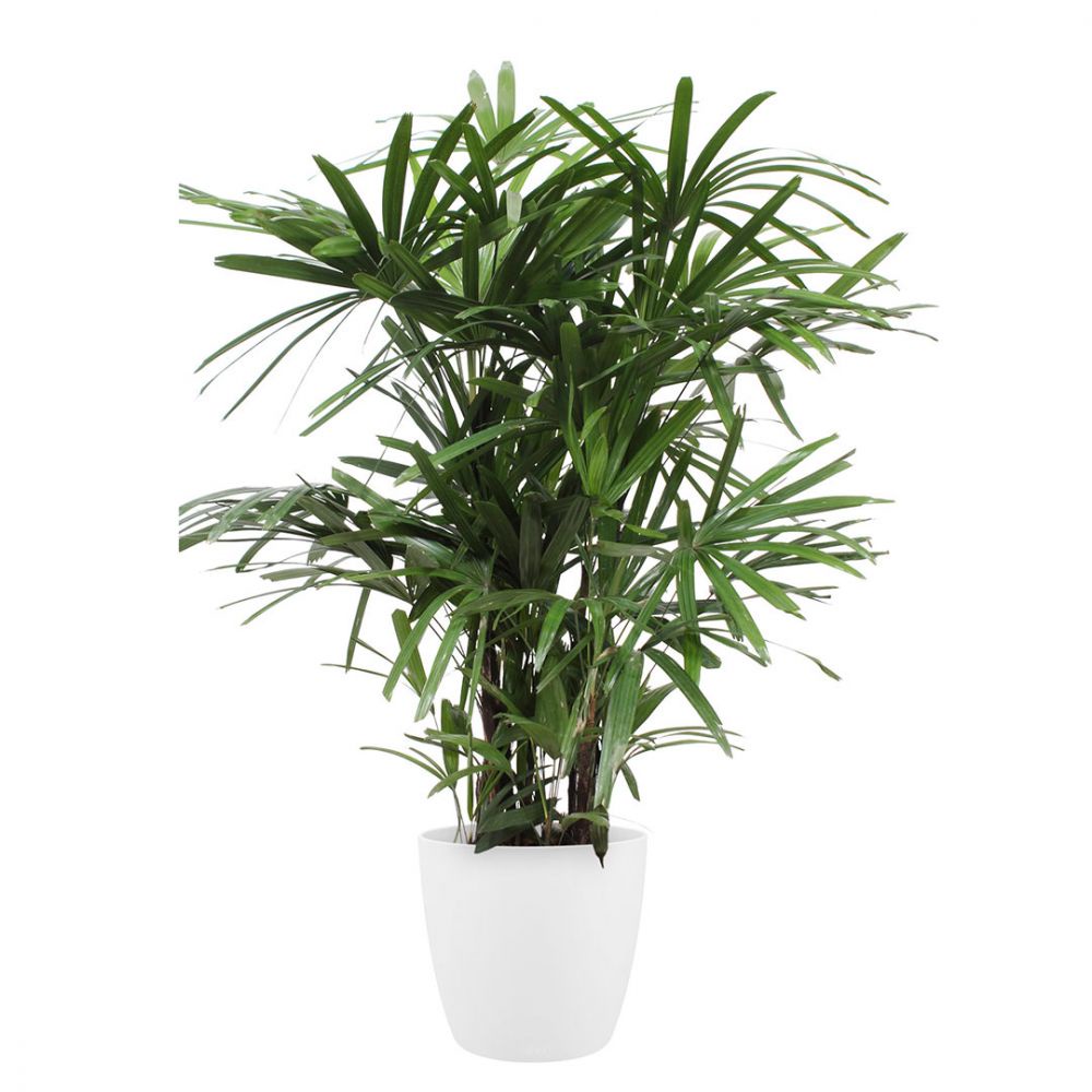 Rhapis Excelsa Plant - Fresh Gardening Indoor Plant Outdoor Plants for ...