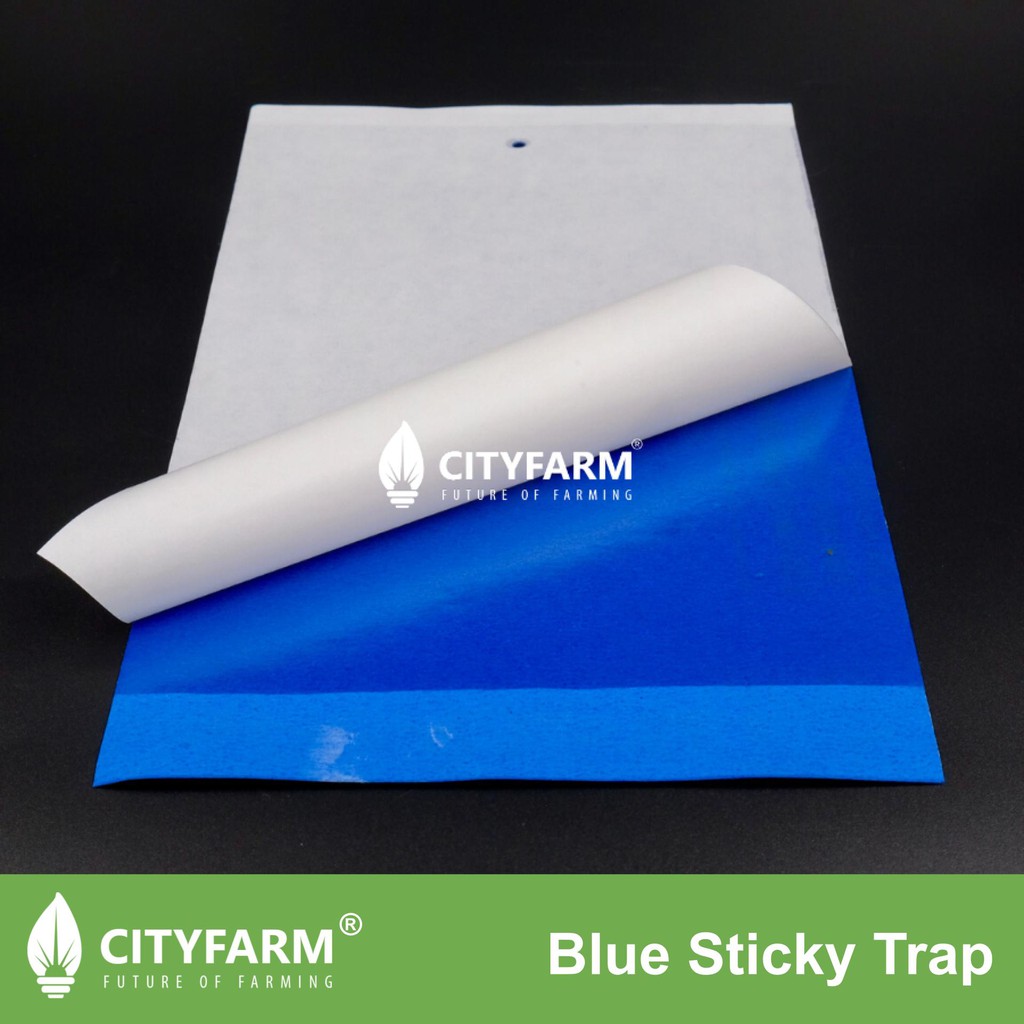 Blue Two Sided Sticky Trap Insect Sticker (Thrips) | Shopee Singapore