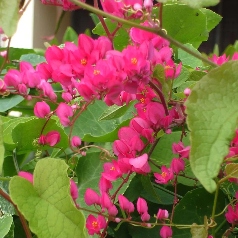 Antigonon leptopus, Coral Vine, Honolulu Creeper, Hearts on a Chain ...