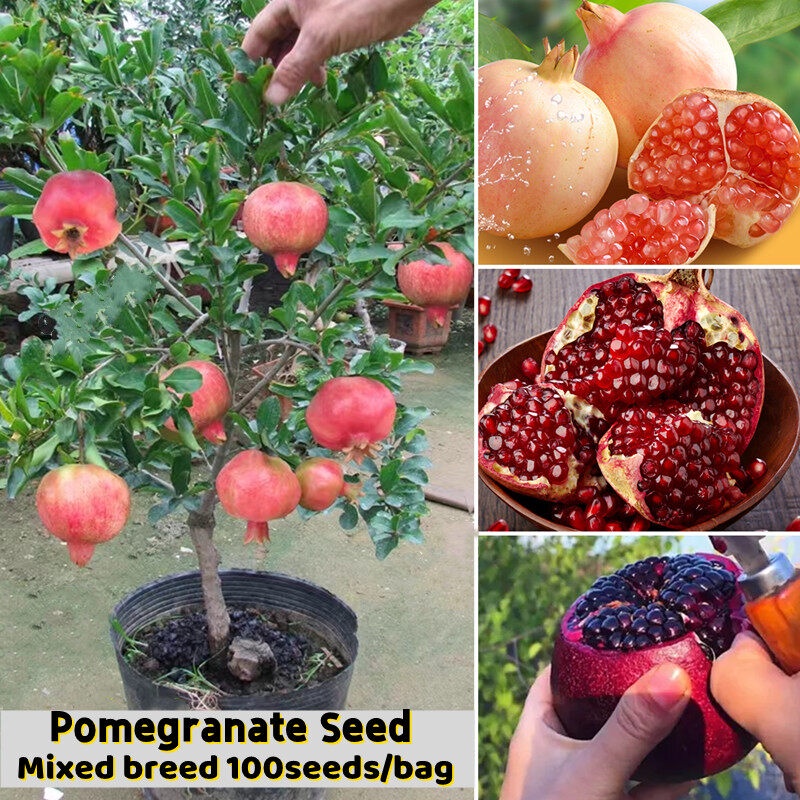 Good Quality Dwarf Pomegranate Seeds for Planting (100 Seeds Per Bag ...