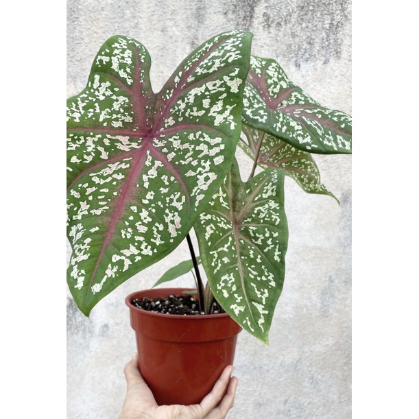 Caladium Kampung Plant - Fresh Gardening Indoor Plant Outdoor Plants ...