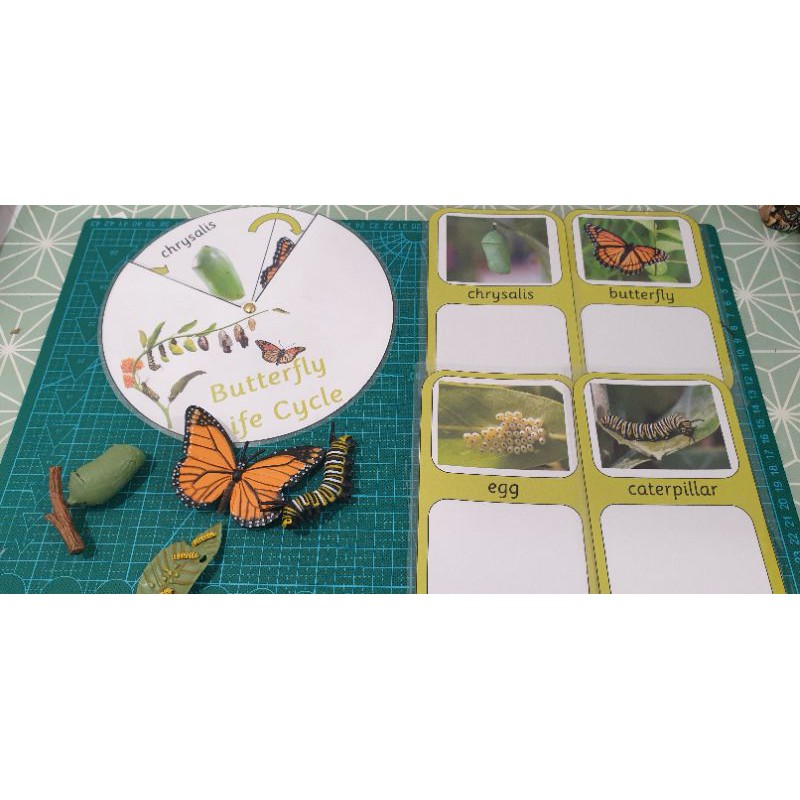 Life Cycle Butterfly & hardcopy laminate printable. | Shopee Singapore