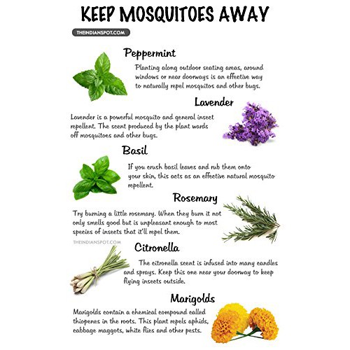 Set of 5 Mosquito Repelling Potted Plants Keep Zika Dengue at bay Marigold Mint Indian Borage Lemon Grass etc Shopee Singapore