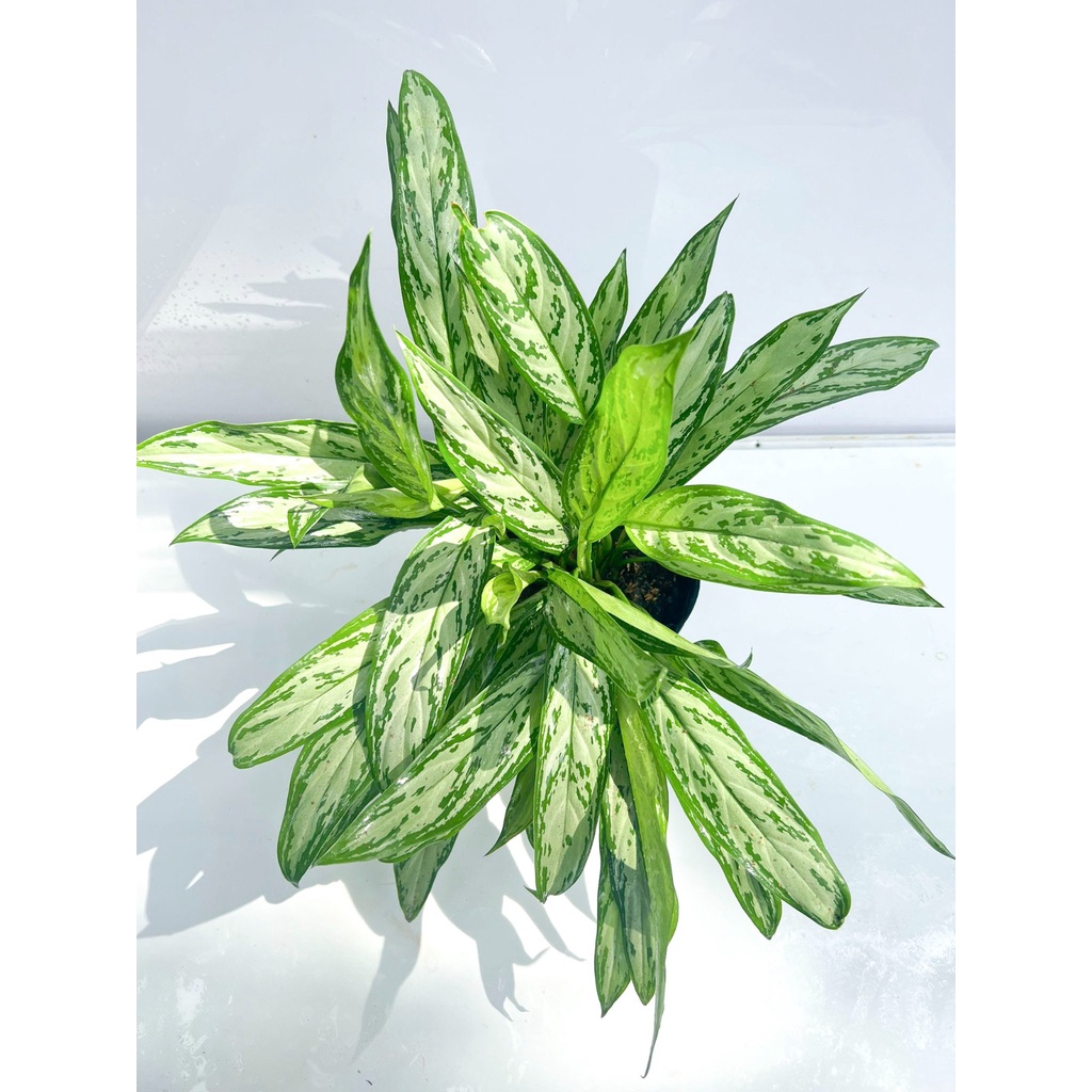 Aglaonema nitidum 'Silver Queen' - Chinese Evergreen - Ornamental ...