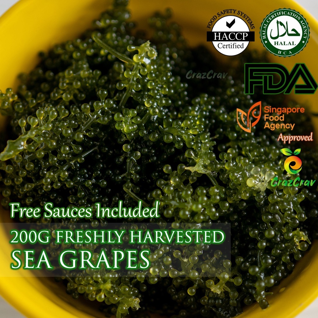200g Freshly Harvested SEAGRAPES- LATOK - GREEN CAVIAR - SEA GRAPES ...