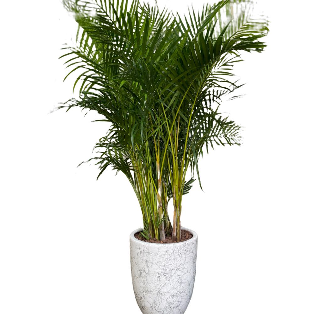 Dypsis lutescens, Yellow Palm in ceramic pot (1.5mH) | Shopee Singapore