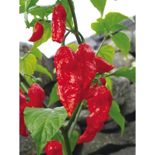 India Ghost Pepper Seeds 6pcs Free Postal Mail(OLP)From SG | Shopee ...