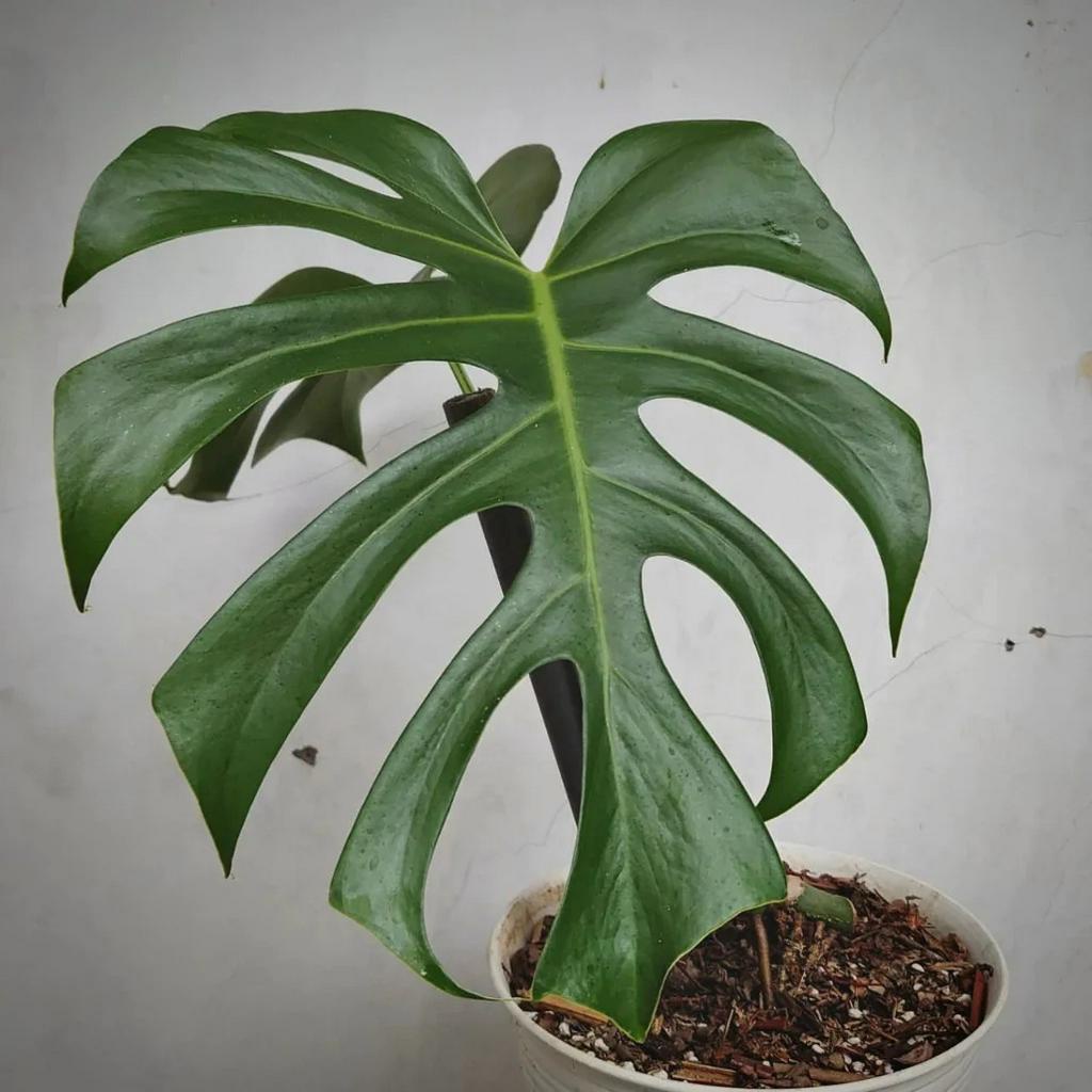 Sindo - Exotic Beauty Monstera Deliciosa Brazilian Form Fresh Cutting ...